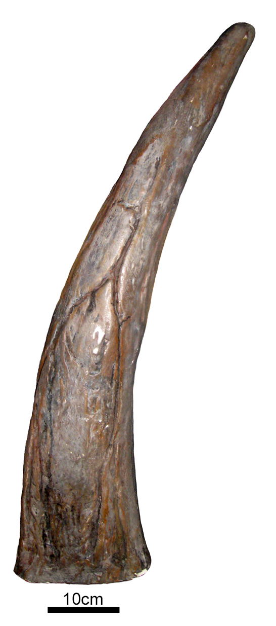 HU professor helps name, describe new horned dinosaur from American ...
