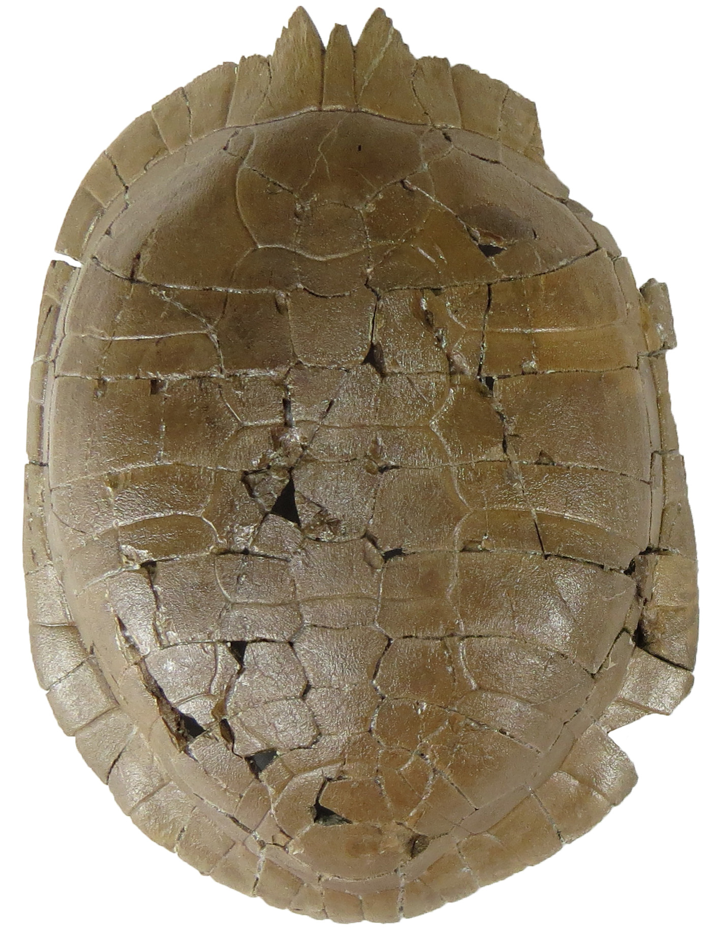 HU Professor discovers new 5-million-year-old “horned” turtle